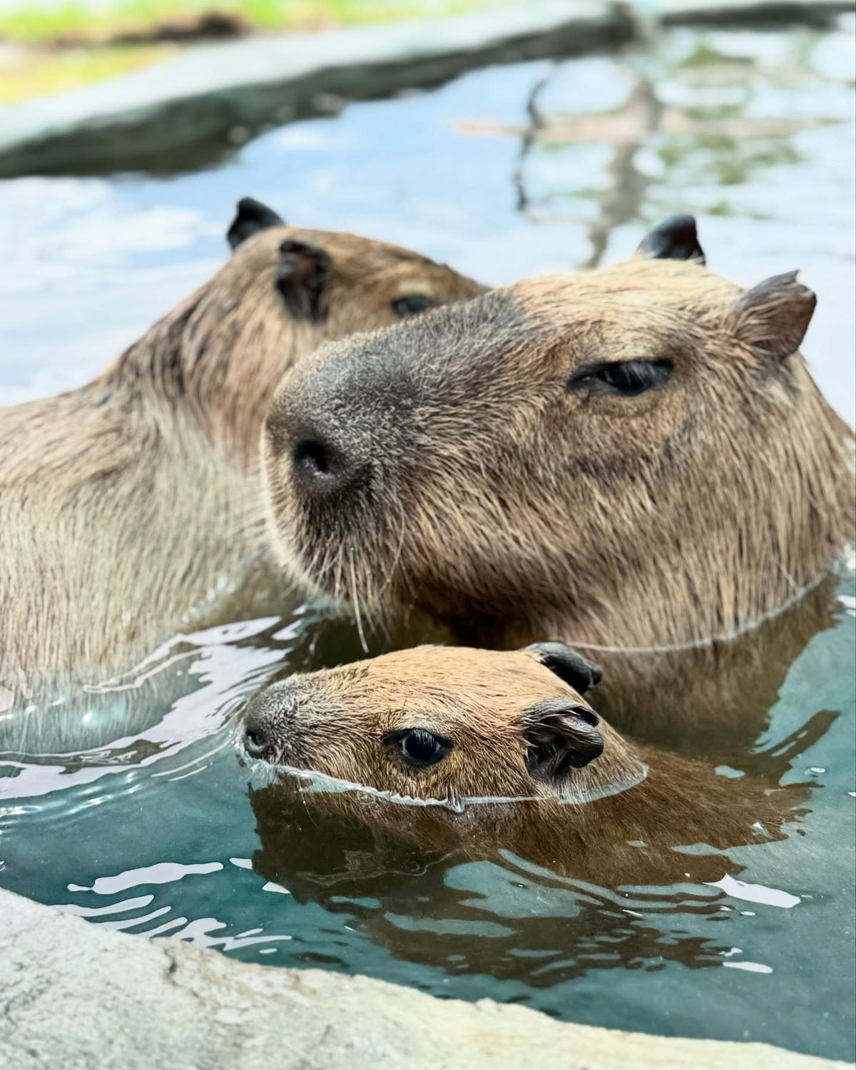 Best Capybara Encounters Florida